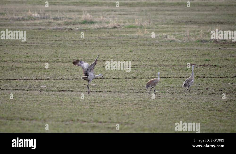 Cow crane Stock Videos & Footage - HD and 4K Video Clips - Alamy