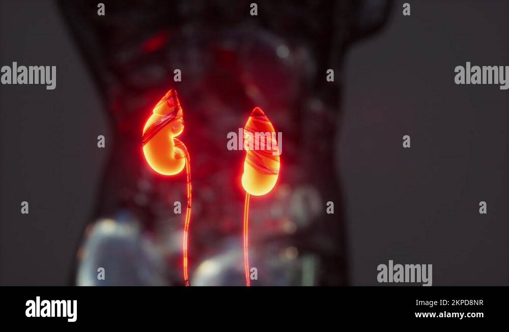 Transparent organ Stock Videos & Footage - HD and 4K Video Clips - Alamy