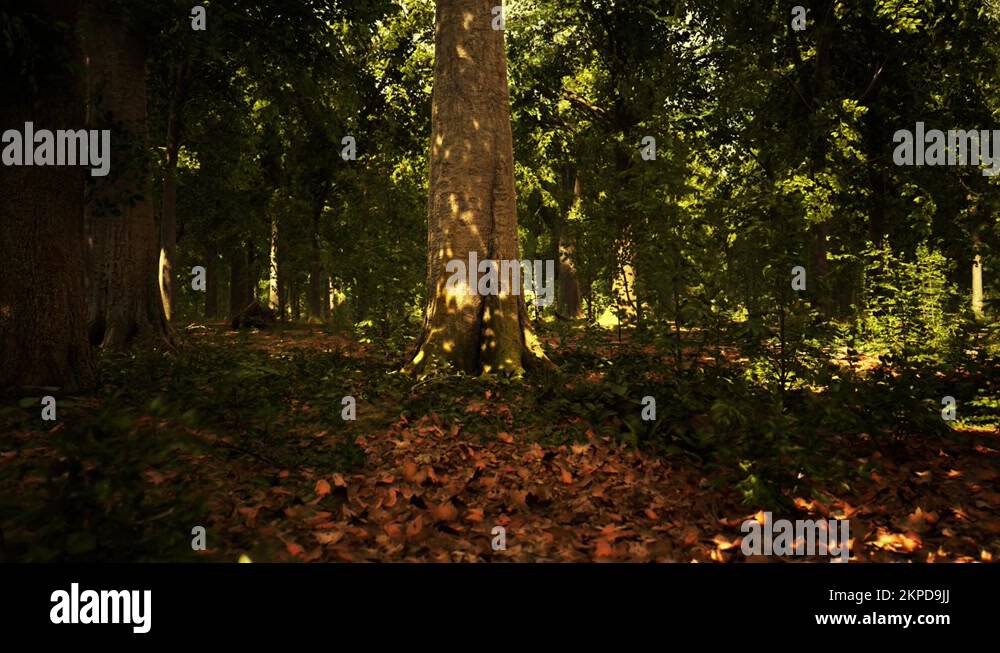 Beech on the slope Stock Videos & Footage - HD and 4K Video Clips - Alamy