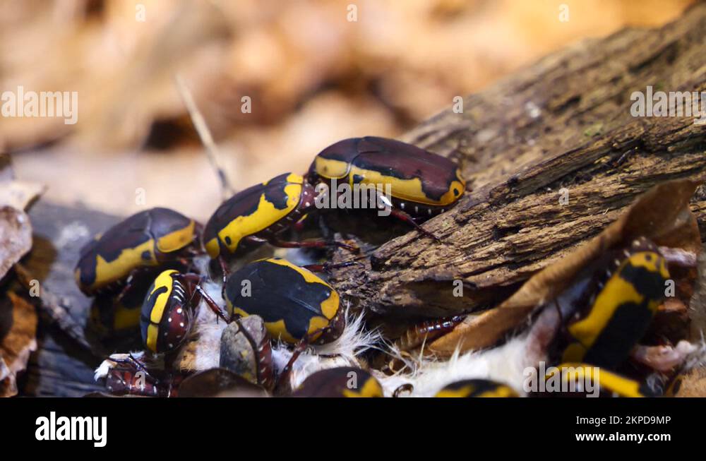 African scarab beetle Stock Videos & Footage - HD and 4K Video Clips ...