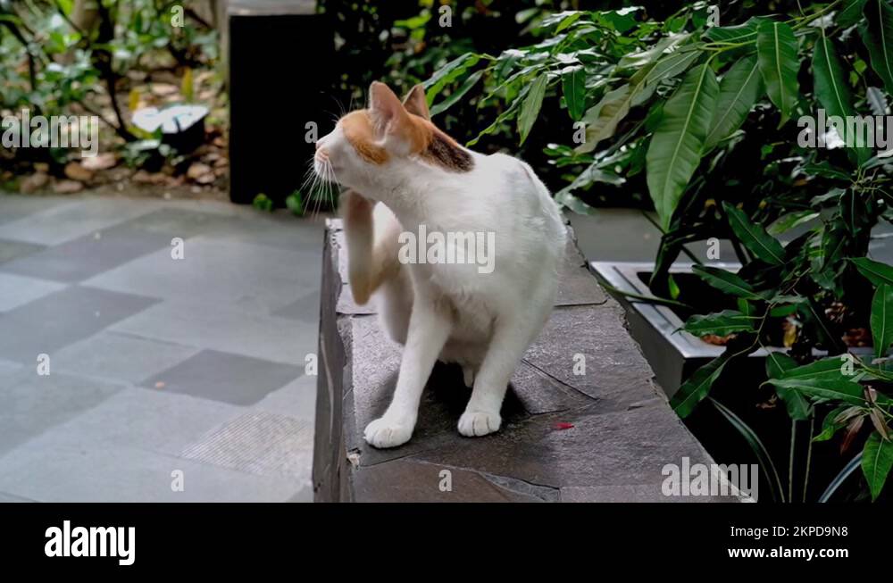 Cat taking a break Stock Videos & Footage - HD and 4K Video Clips - Alamy