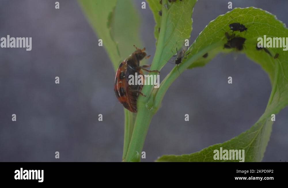 Ladybugs eating aphids Stock Videos & Footage - HD and 4K Video Clips ...