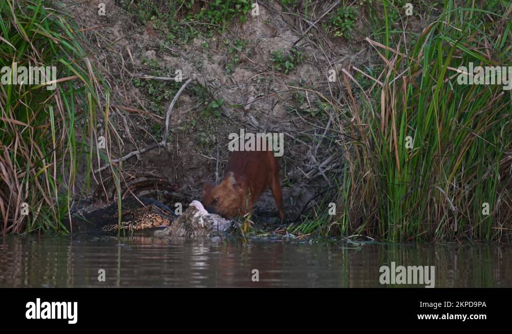 Seen pulling meat from the carcass of a Sambar Deer together with an ...