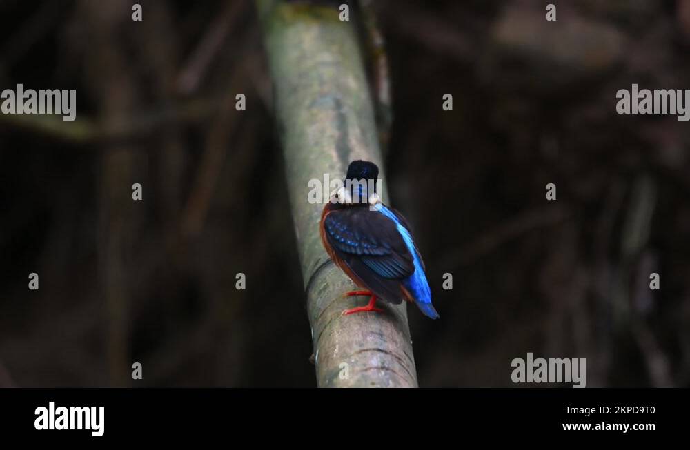 Facing to the left shaking its head and faces the camera wagging its ...