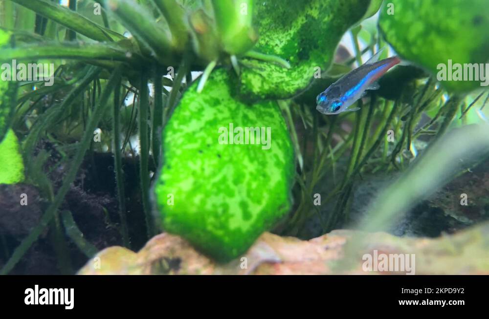 Neon Tetra fish suffers from ick disease tries to stay alive in a fresh ...
