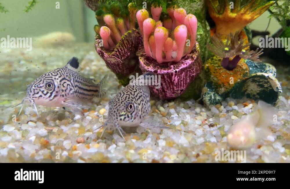 Two very beautiful catfish Three Stripe Cory Corydorastrilineatus or ...