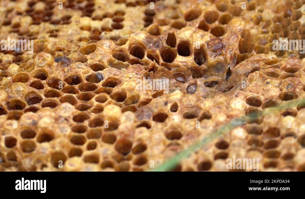 Honey bee comb Stock Videos & Footage - HD and 4K Video Clips - Alamy