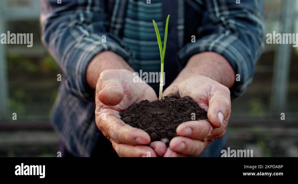 Hands sprout Stock Videos & Footage - HD and 4K Video Clips - Alamy