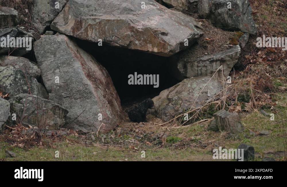 Black bear cub cave Stock Videos & Footage - HD and 4K Video Clips - Alamy