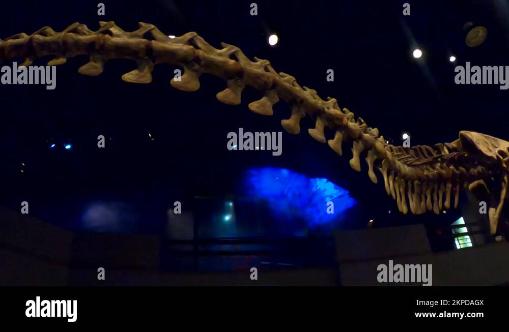 Rex bones inside dino Stock Videos & Footage - HD and 4K Video Clips ...