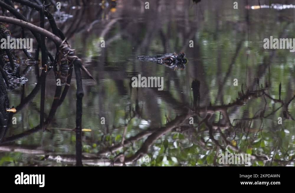 Mangrove tree roots in stagnant jungle water pool, Zanzibar Stock Video ...