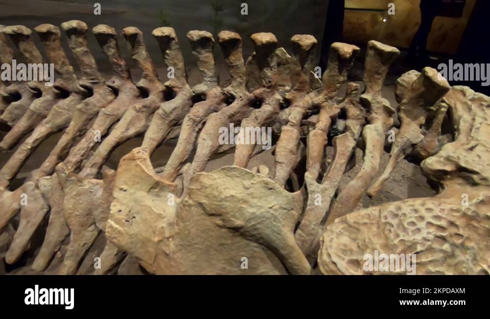 Dinosaur bone display Stock Videos & Footage - HD and 4K Video Clips ...