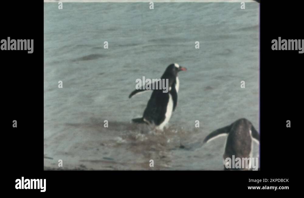 1980s: Penguins walk across ice, waddle into water, dive, swim, float ...