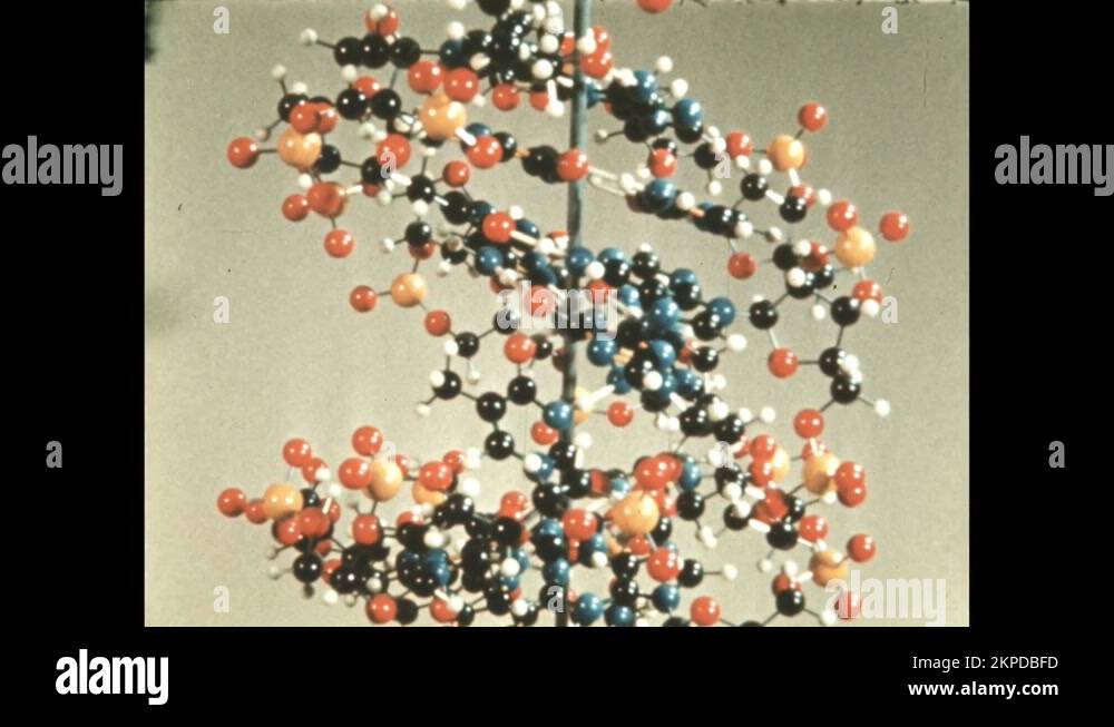 1960s: Model of DNA. Model of DNA nucleotide with label. Man sets ...