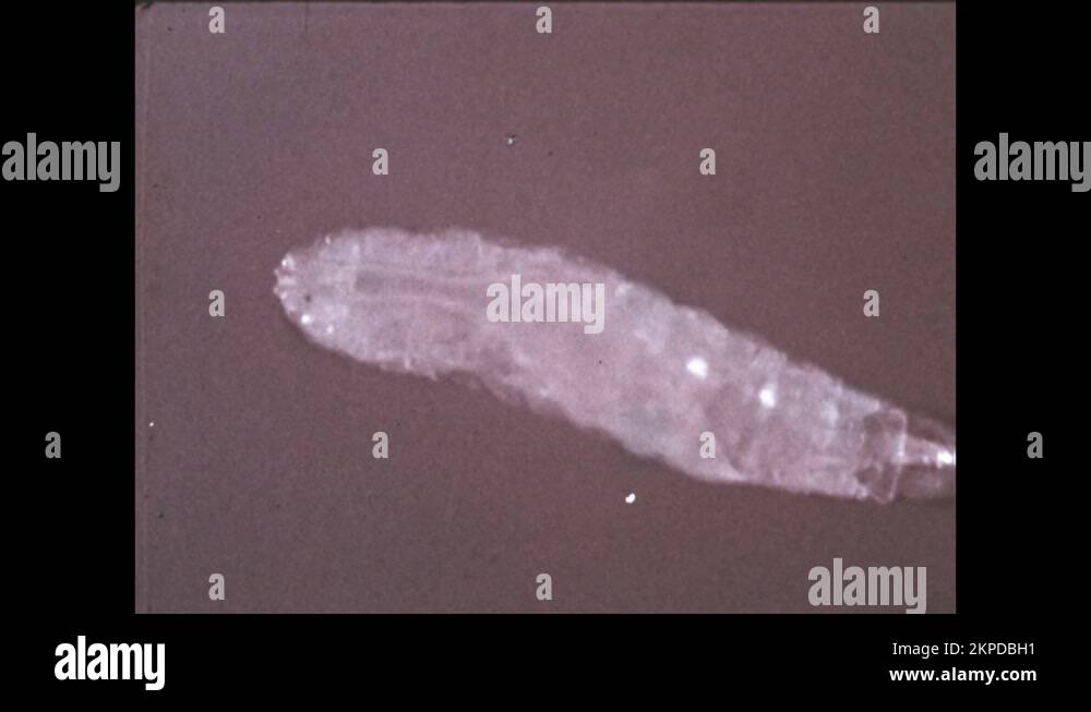 1970s: Larva crawling around. Different sizes of larva Stock Video ...