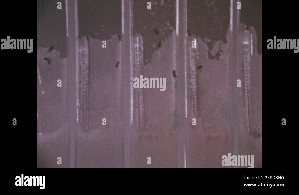 1970s: Test tubes with flies inside. Temperatures overlayed on test ...