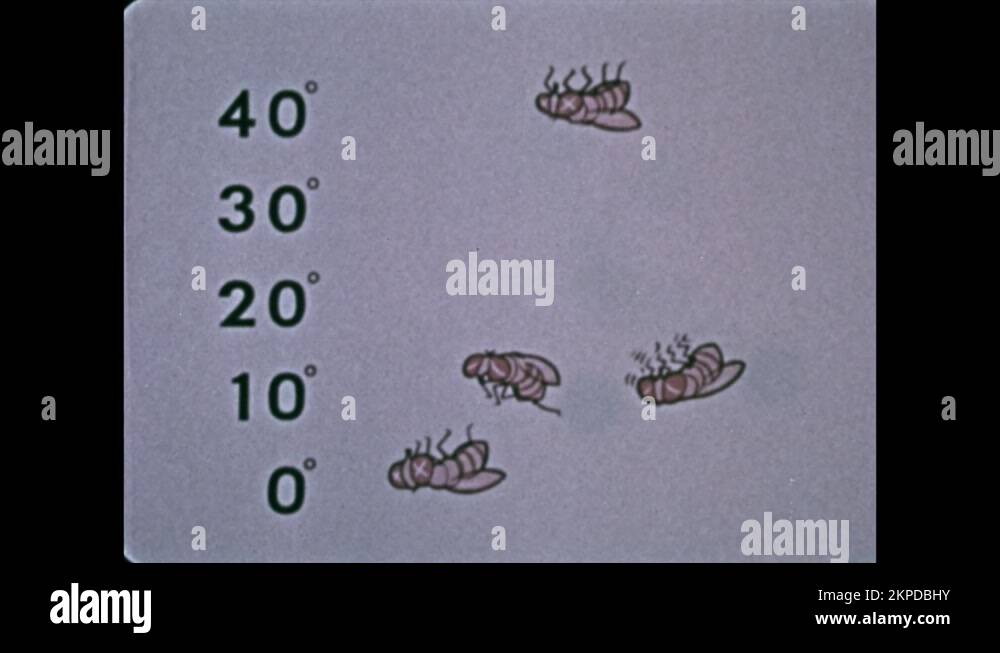 Insect chart Stock Videos & Footage - HD and 4K Video Clips - Alamy