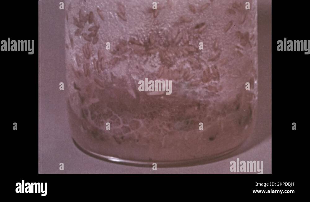 Beaker glass rod Stock Videos & Footage - HD and 4K Video Clips - Alamy