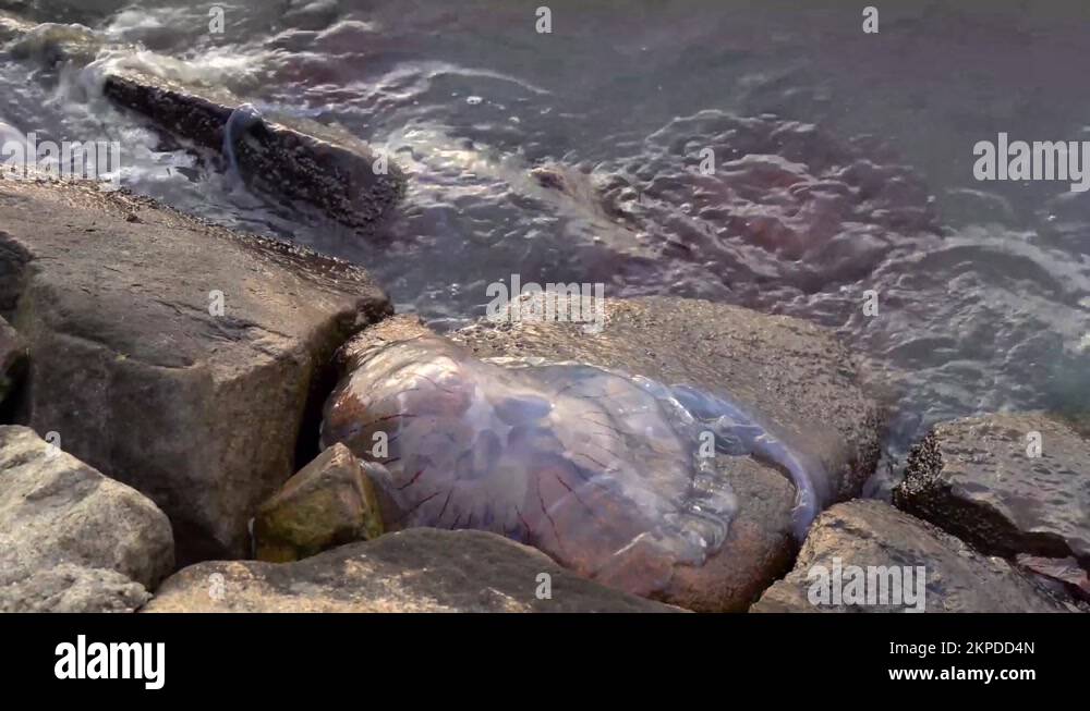 Stranded purple jellyfish Stock Videos & Footage - HD and 4K Video ...