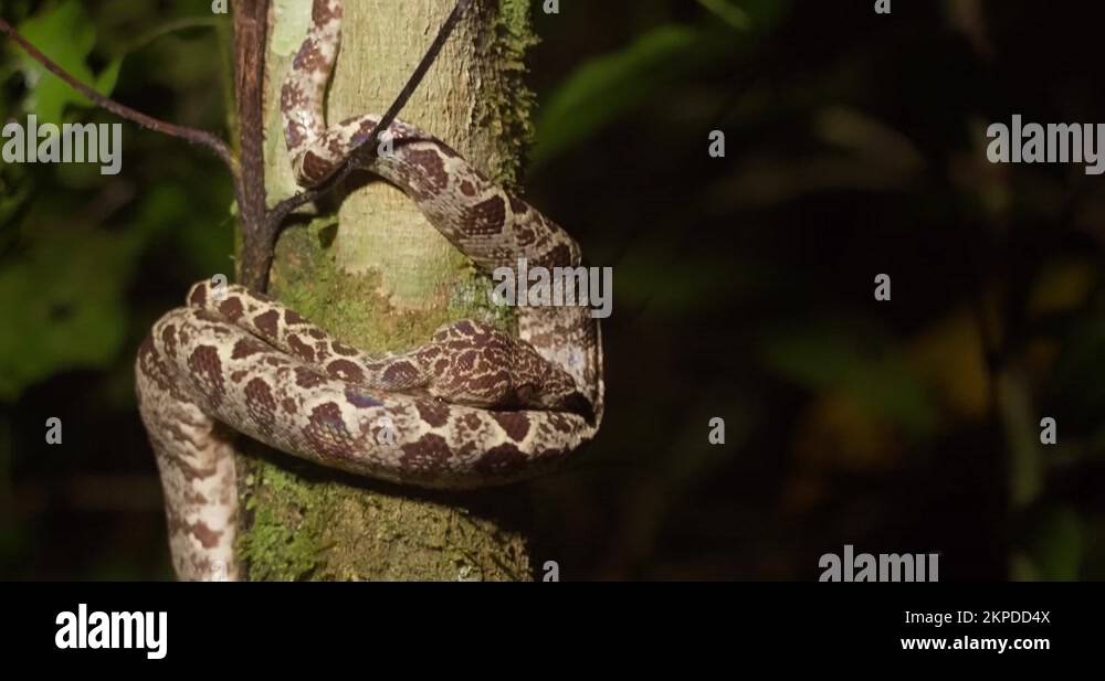 Boa constrictor tree Stock Videos & Footage - HD and 4K Video Clips - Alamy