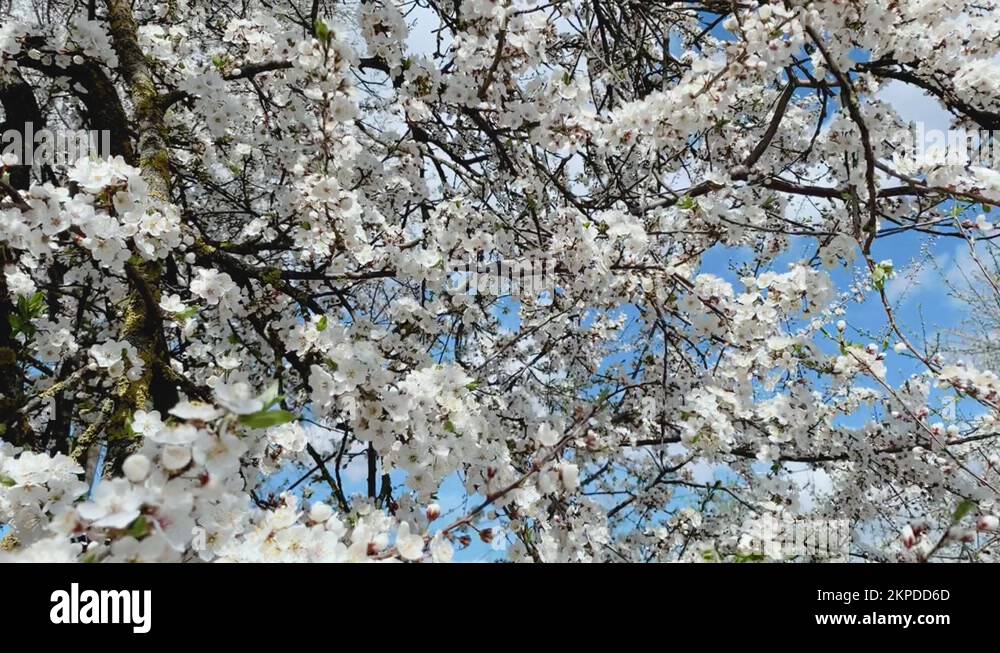 Japanese almond tree Stock Videos & Footage - HD and 4K Video Clips - Alamy