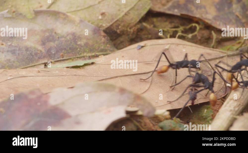 Army ants move on the forest floor one of them carries a dead ant back ...