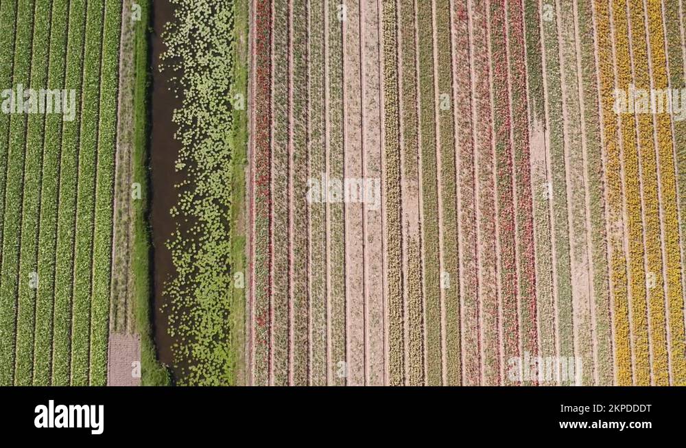 drone shot starting low and flying straight up over dutch tulip fields ...