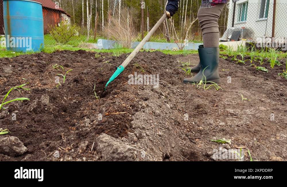 Woman using a plow to make a garden bed to plant potatoes in a ...