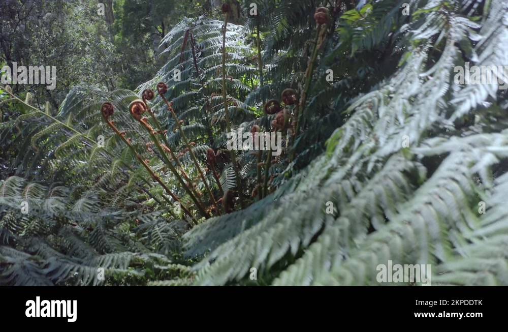 Prehistoric forest background Stock Videos & Footage - HD and 4K Video ...
