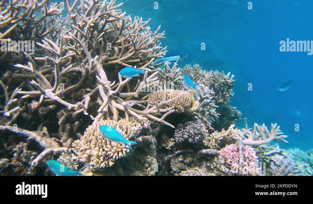 Flute fish Chinese Trumpetfish. Great Barrier Reef corals Australia ...