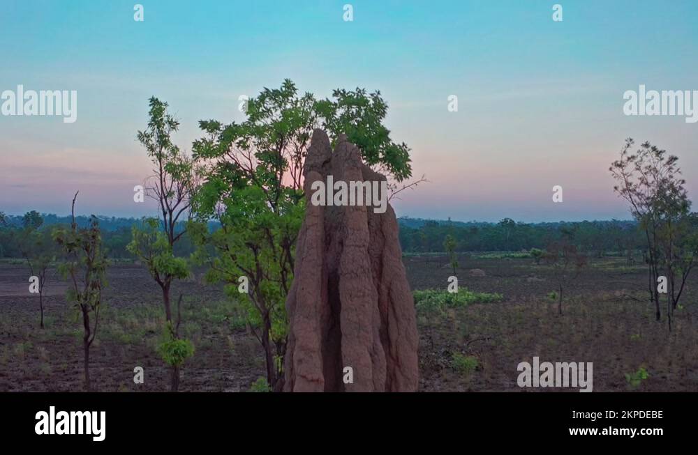 Australian bush nature landscape Stock Videos & Footage - HD and 4K ...