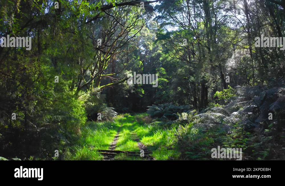 Hiking trail in Otway National Park Australian rainforest. Victoria ...