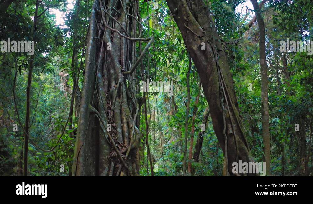 Jungle forest scenic nature. Tree with big roots in lush of Daintree ...