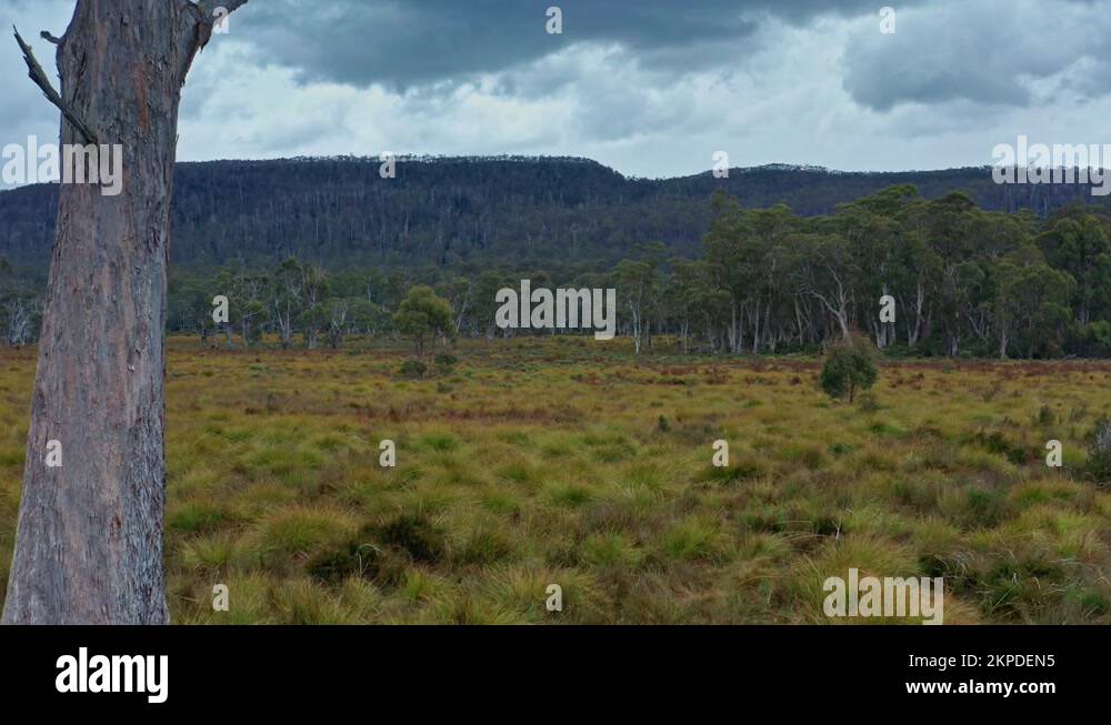Australian native bushland plants Stock Videos & Footage - HD and 4K ...