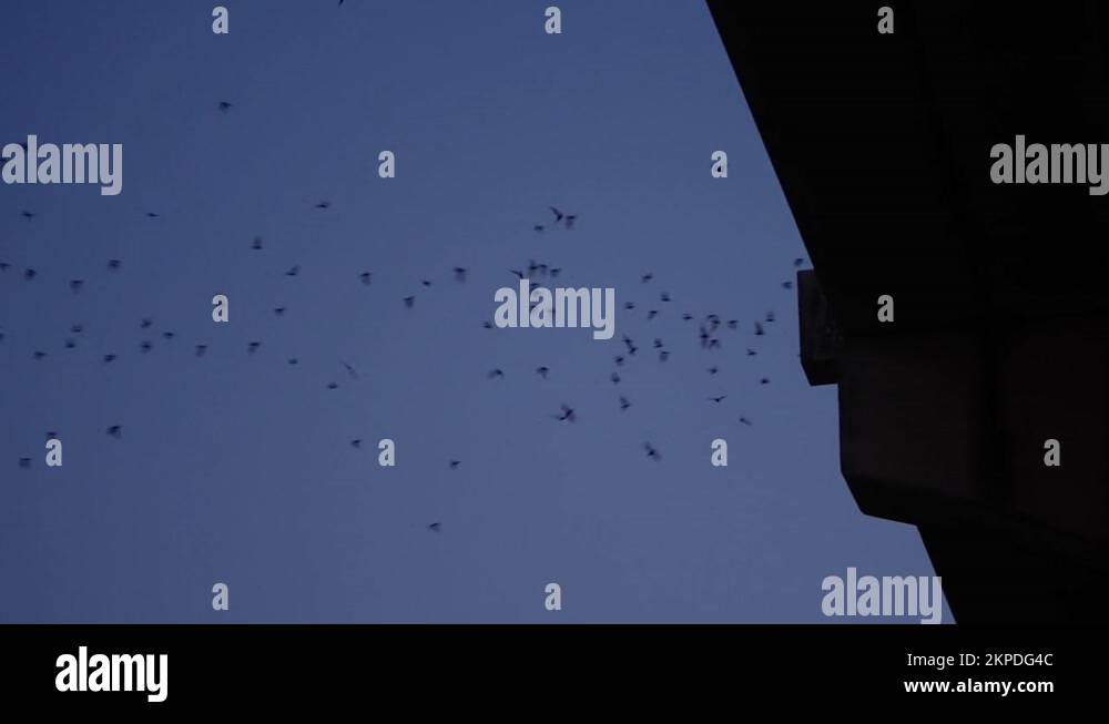 Bats flying through the night sky from under the South Congress Bridge ...