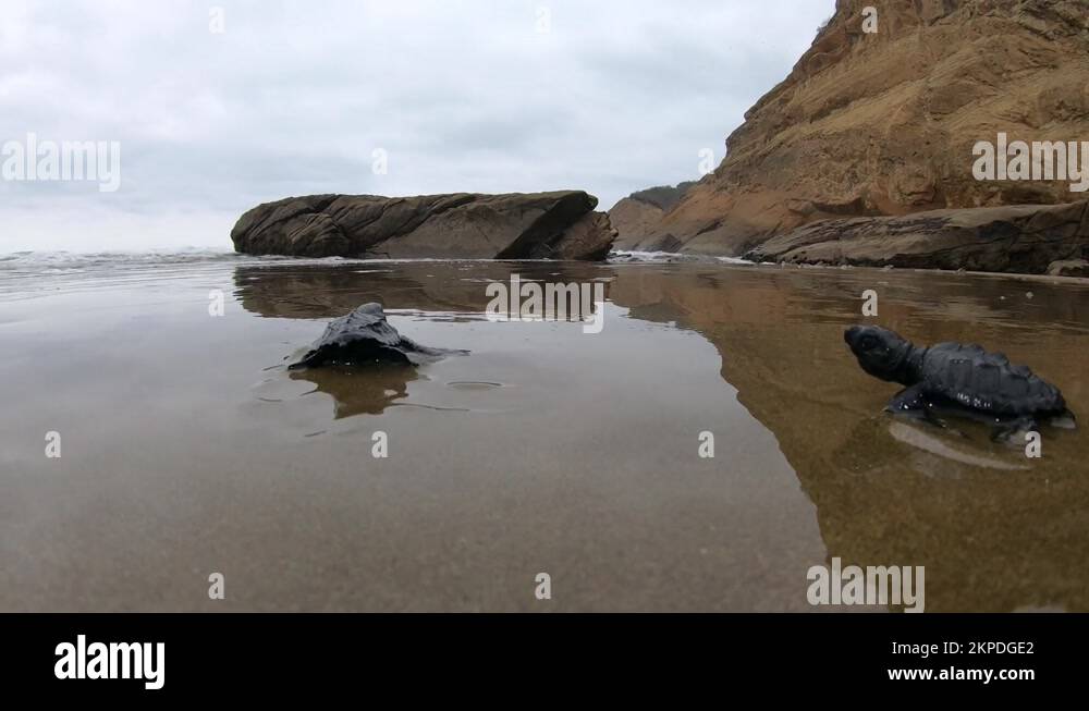 Pacific ridley sea turtles Stock Videos & Footage - HD and 4K Video ...