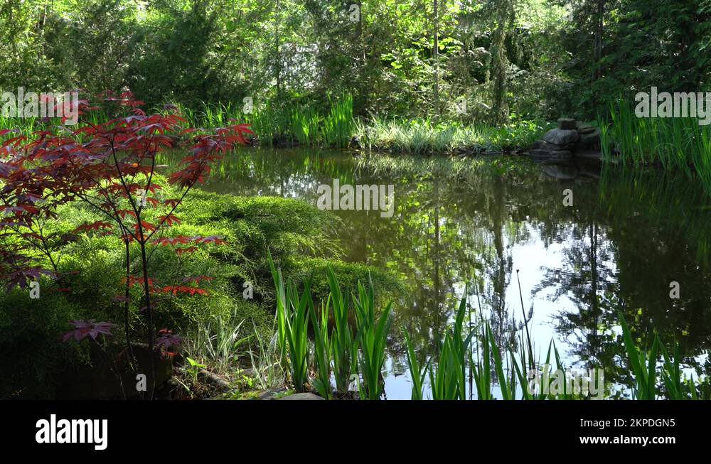 Japanese maple Acer palmatum Atropurpureum on bank of beautiful garden ...