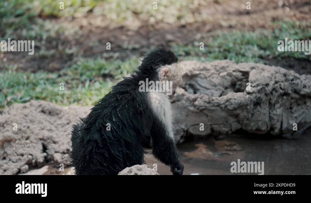 Monkey washing hair Stock Videos & Footage - HD and 4K Video Clips - Alamy