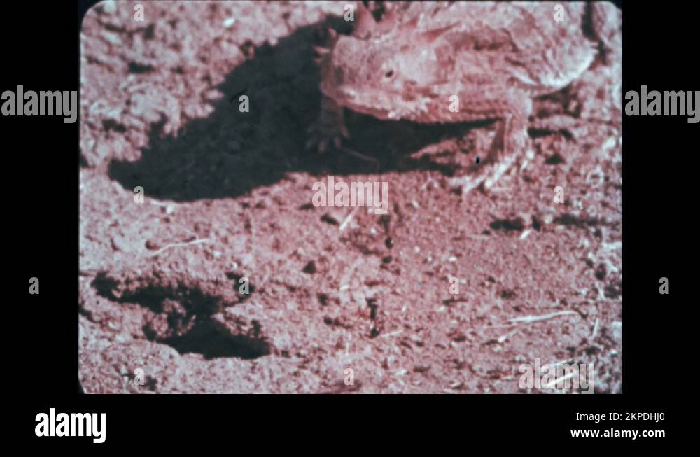 Desert lizard cactus Stock Videos & Footage - HD and 4K Video Clips - Alamy