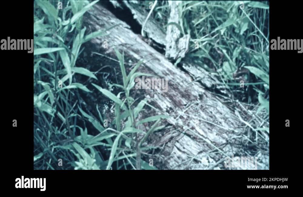 Ephemeral insects Stock Videos & Footage - HD and 4K Video Clips - Alamy