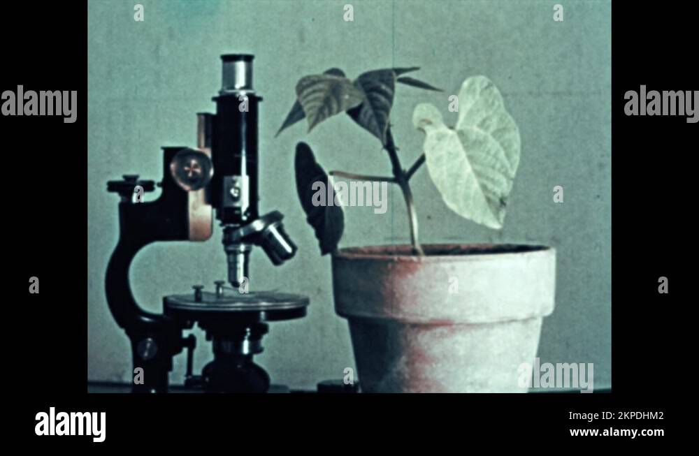 Leaf under microscope Stock Videos & Footage - HD and 4K Video Clips ...