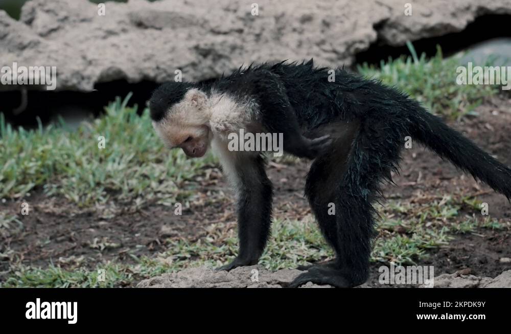 Body monkey Stock Videos & Footage - HD and 4K Video Clips - Alamy