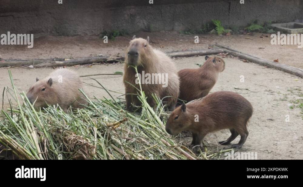 Small capybara family Stock Videos & Footage - HD and 4K Video Clips ...