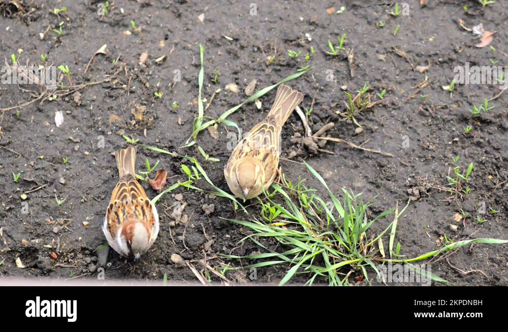 Insects that jump Stock Videos & Footage - HD and 4K Video Clips - Alamy