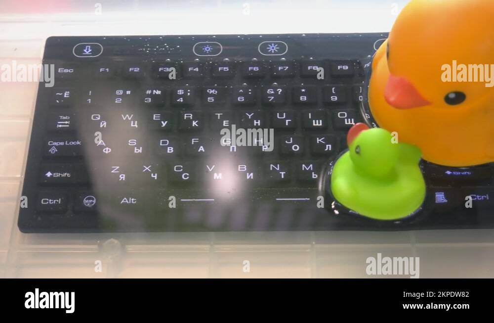 Swimming mouse Stock Videos & Footage - HD and 4K Video Clips - Alamy