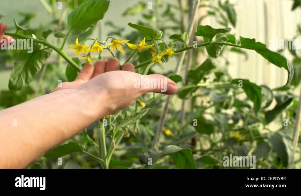 Farmer is running his hand over leaves and flowers tomato plants in a ...