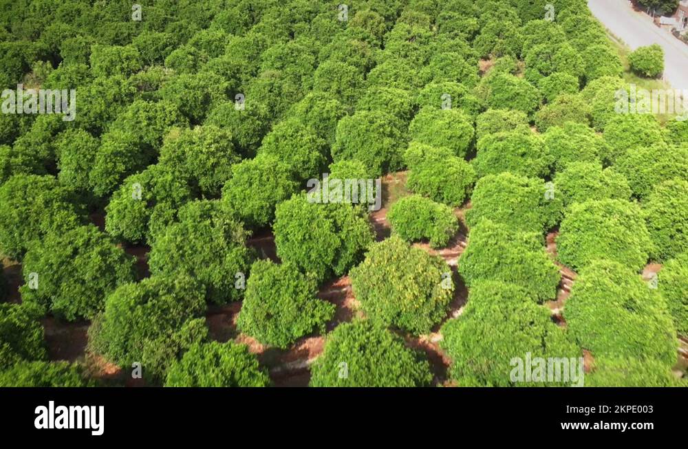 Grove of new trees Stock Videos & Footage - HD and 4K Video Clips - Alamy