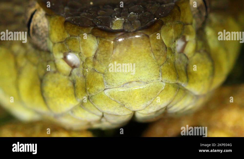 Amazon rainforest viper Stock Videos & Footage - HD and 4K Video Clips ...