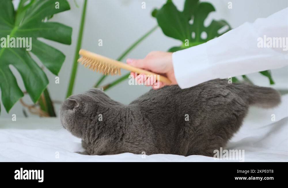 Scratching cat Stock Videos & Footage - HD and 4K Video Clips - Alamy
