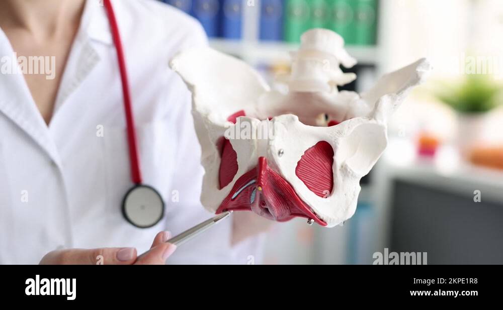 Doctor showing and explaining structure of female pelvic floor muscles ...